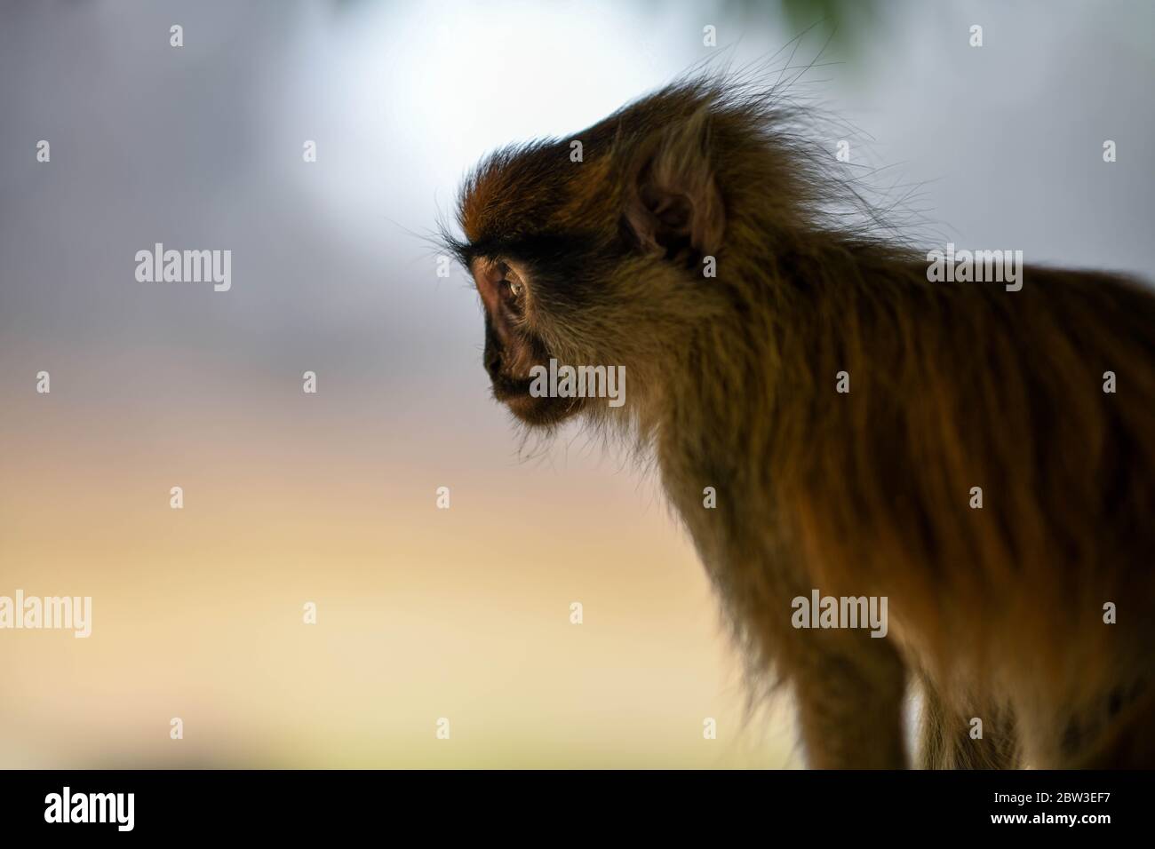 Africa, West Africa, Togo, Kara, Sarakawa. Portrait of a monkey in ...