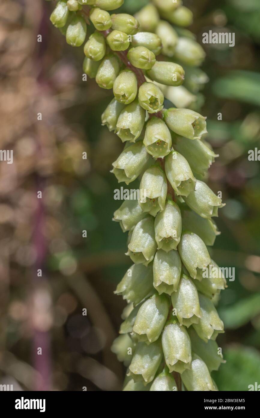 Close-up of open bell-shaped flowers of Navelwort / Umbilicus rupestris ...