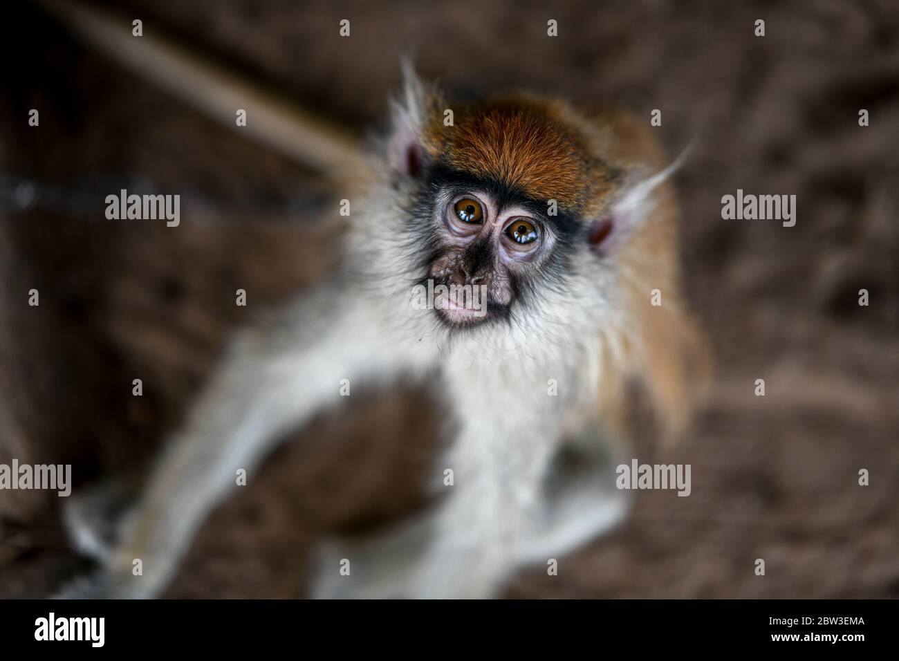 Africa, West Africa, Togo, Kara, Sarakawa. Portrait of a monkey in ...