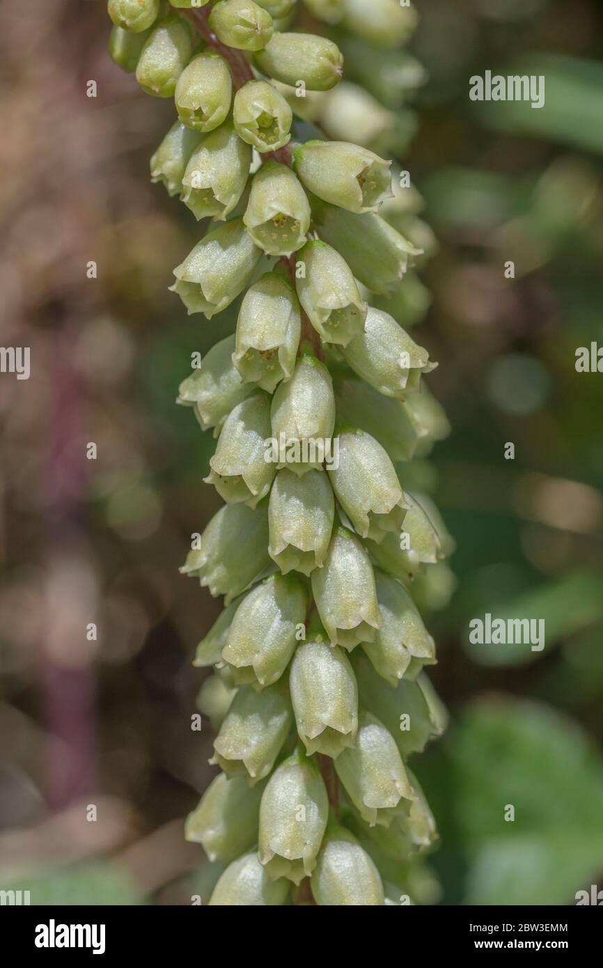 Close-up of open bell-shaped flowers of Navelwort / Umbilicus rupestris ...