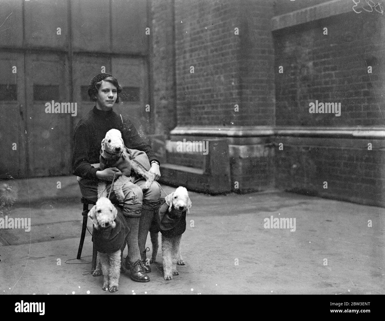 Young Bedlington Terrier High Resolution Stock Photography and Images ...