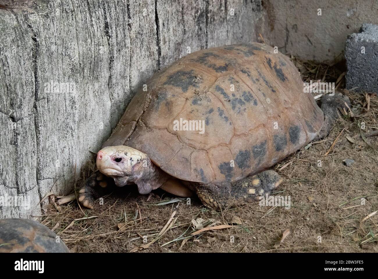 Closeup Elongated Tortoise or Indotestudo Elongata on The Ground Stock ...
