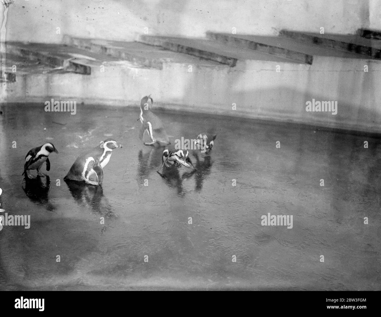 Penguins slide hi-res stock photography and images - Alamy