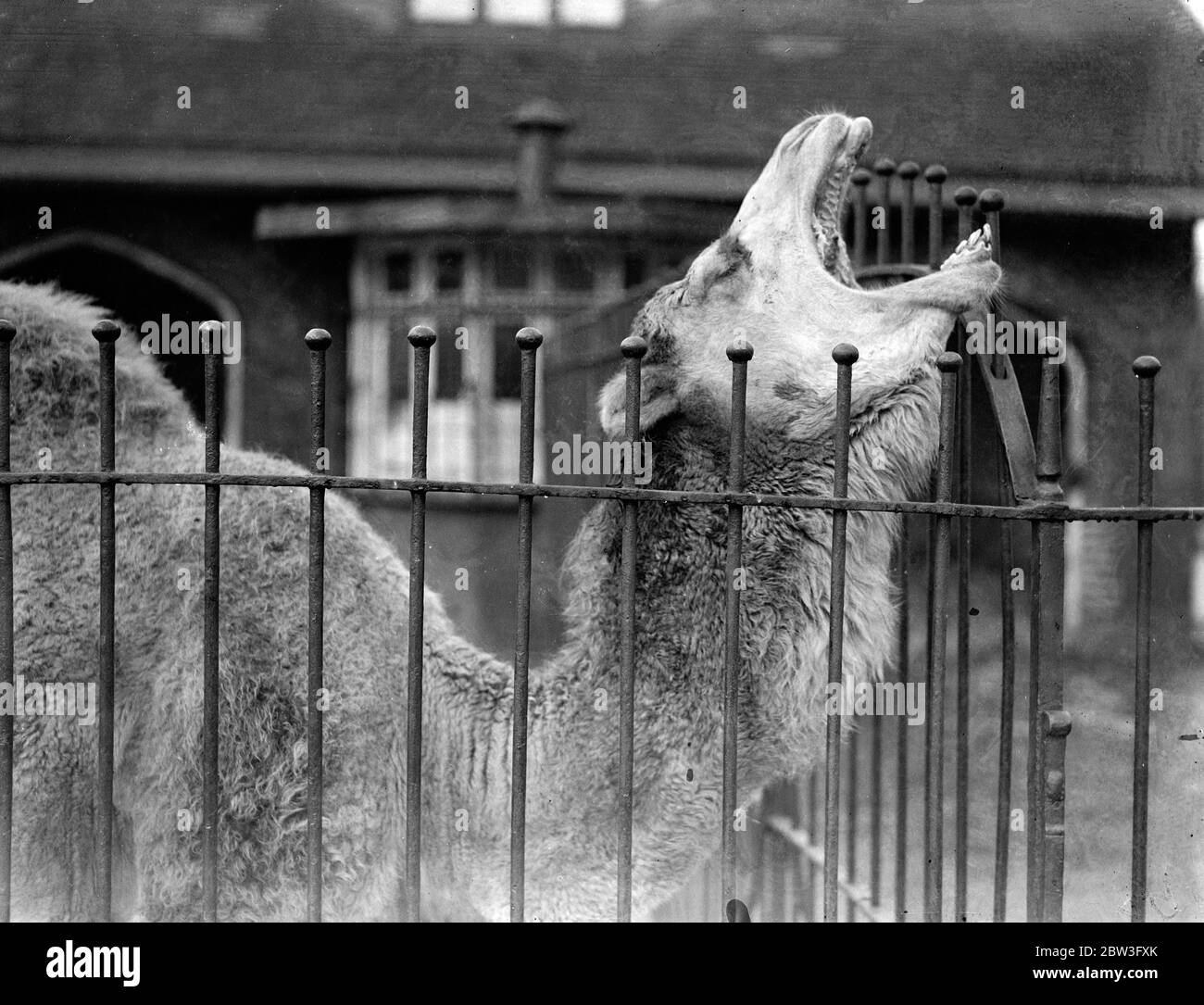 Camel press hi-res stock photography and images - Alamy