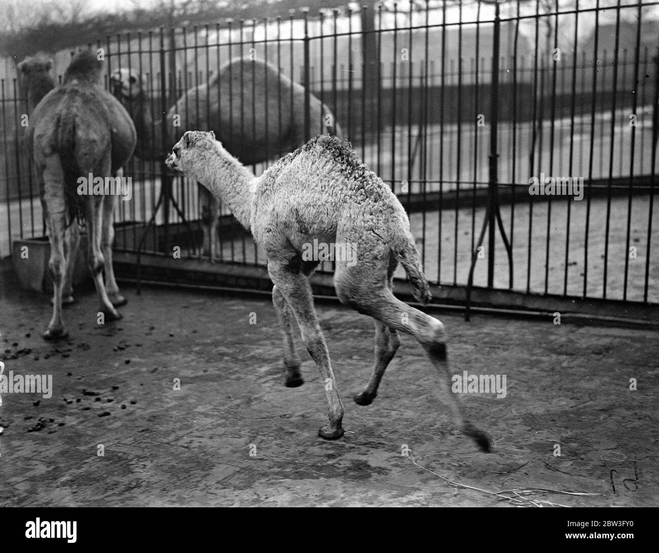 Camel press hi-res stock photography and images - Alamy