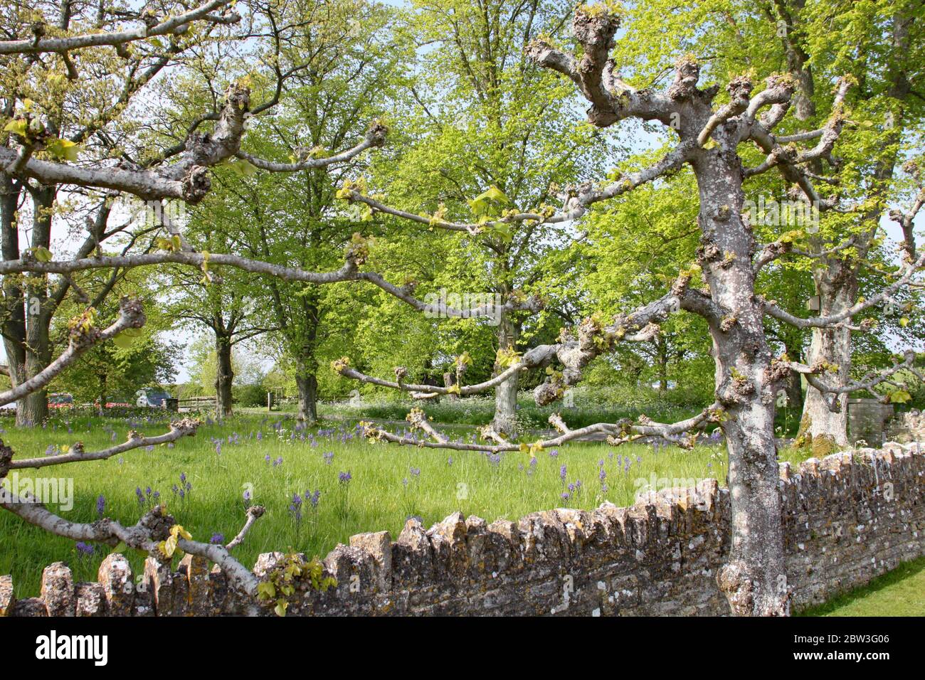 Pollarded Tree Garden High Resolution Stock Photography and Images - Alamy