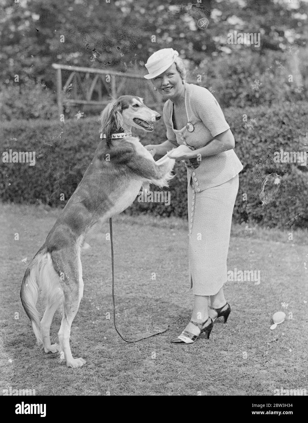 Saluki show opens at Ranelagh club . 1 July 1935 Stock Photo - Alamy