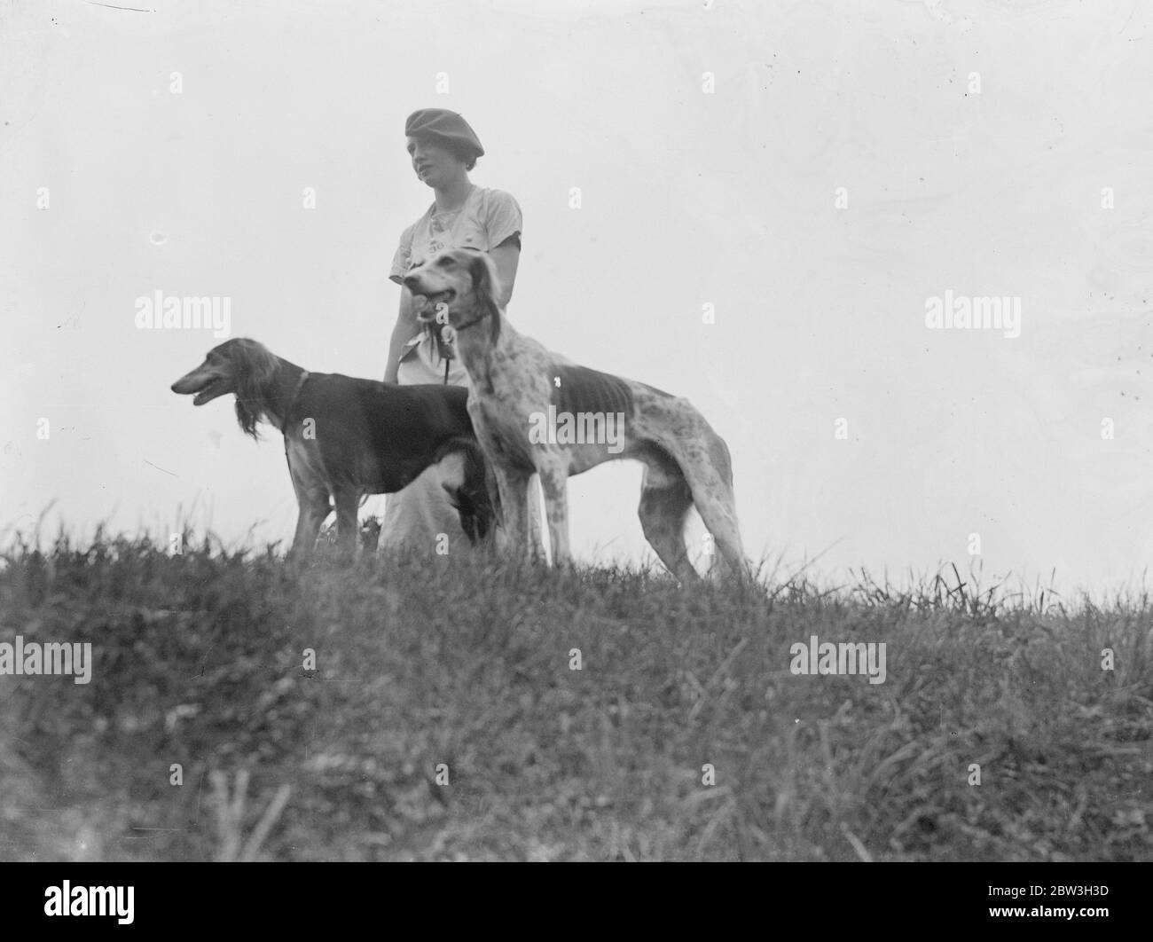 Saluki show opens at Ranelagh club . 1 July 1935 Stock Photo - Alamy