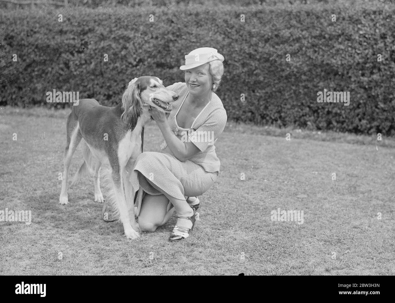 White saluki hi-res stock photography and images - Alamy