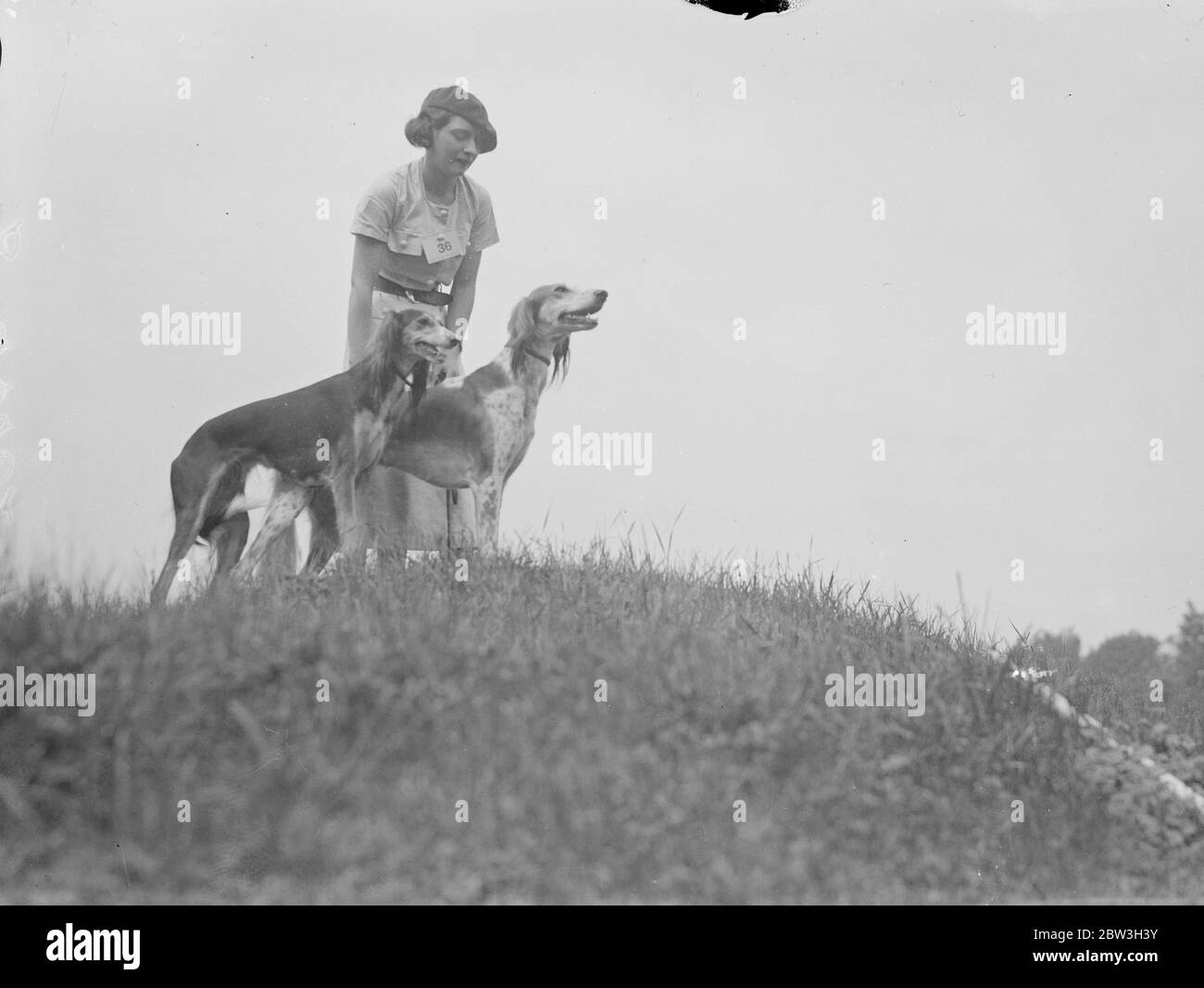 Saluki show opens at Ranelagh club . 1 July 1935 Stock Photo - Alamy
