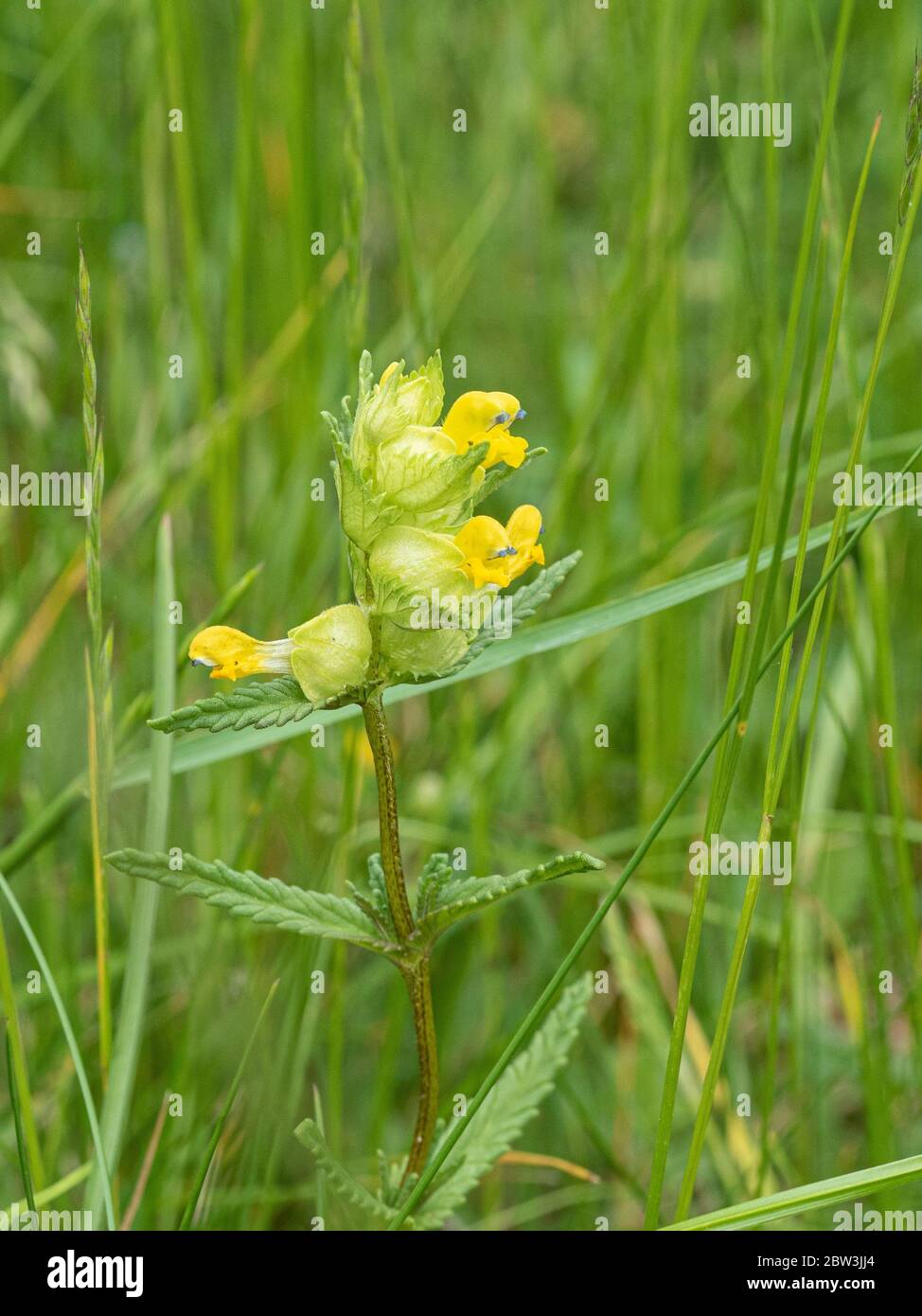 A single flower stem of the semi parasitic yellow rattle Rhinanthus ...