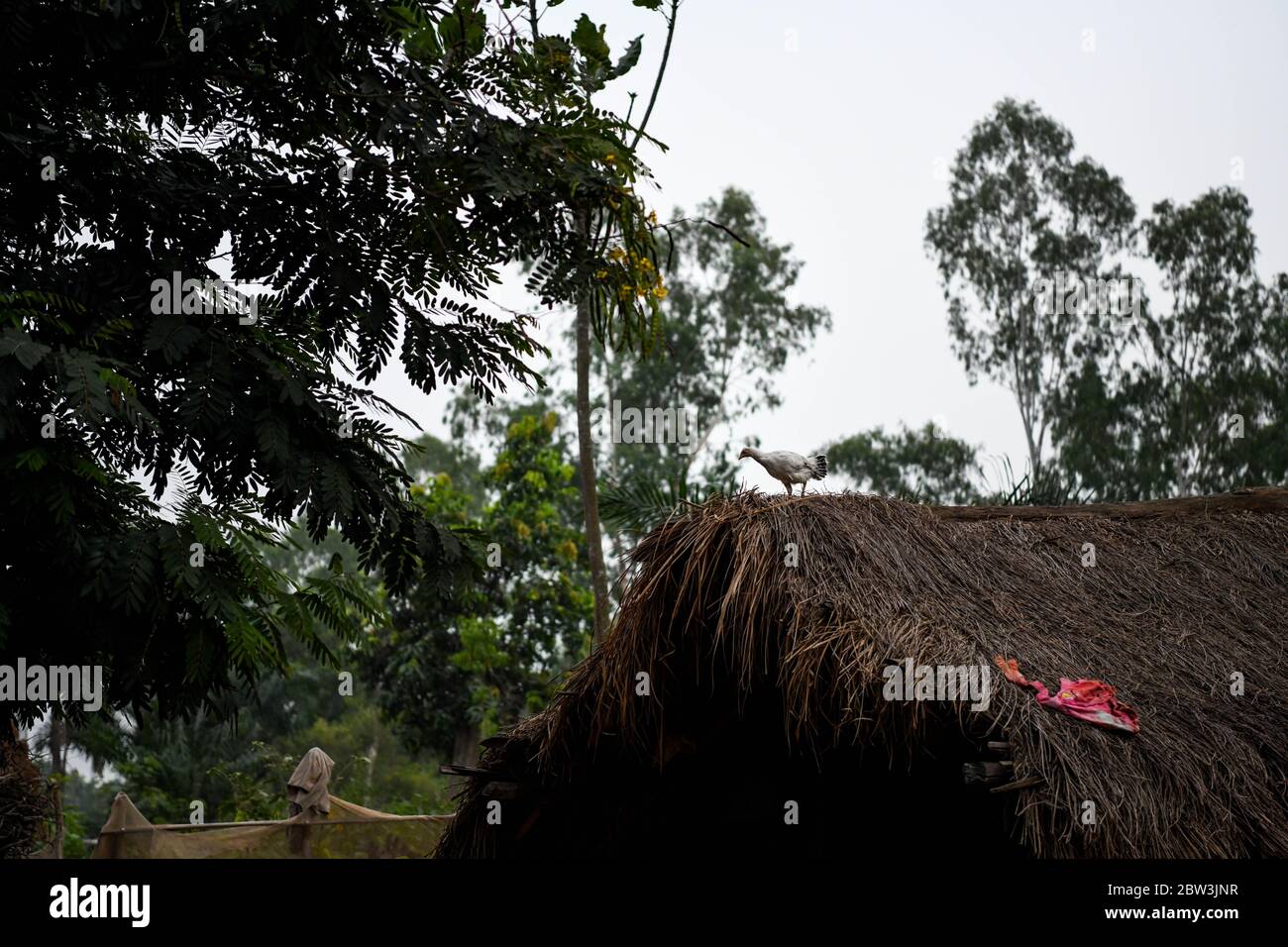 Africa, West Africa, Togo, Kpalime. A duck on a thatched roof in the ...