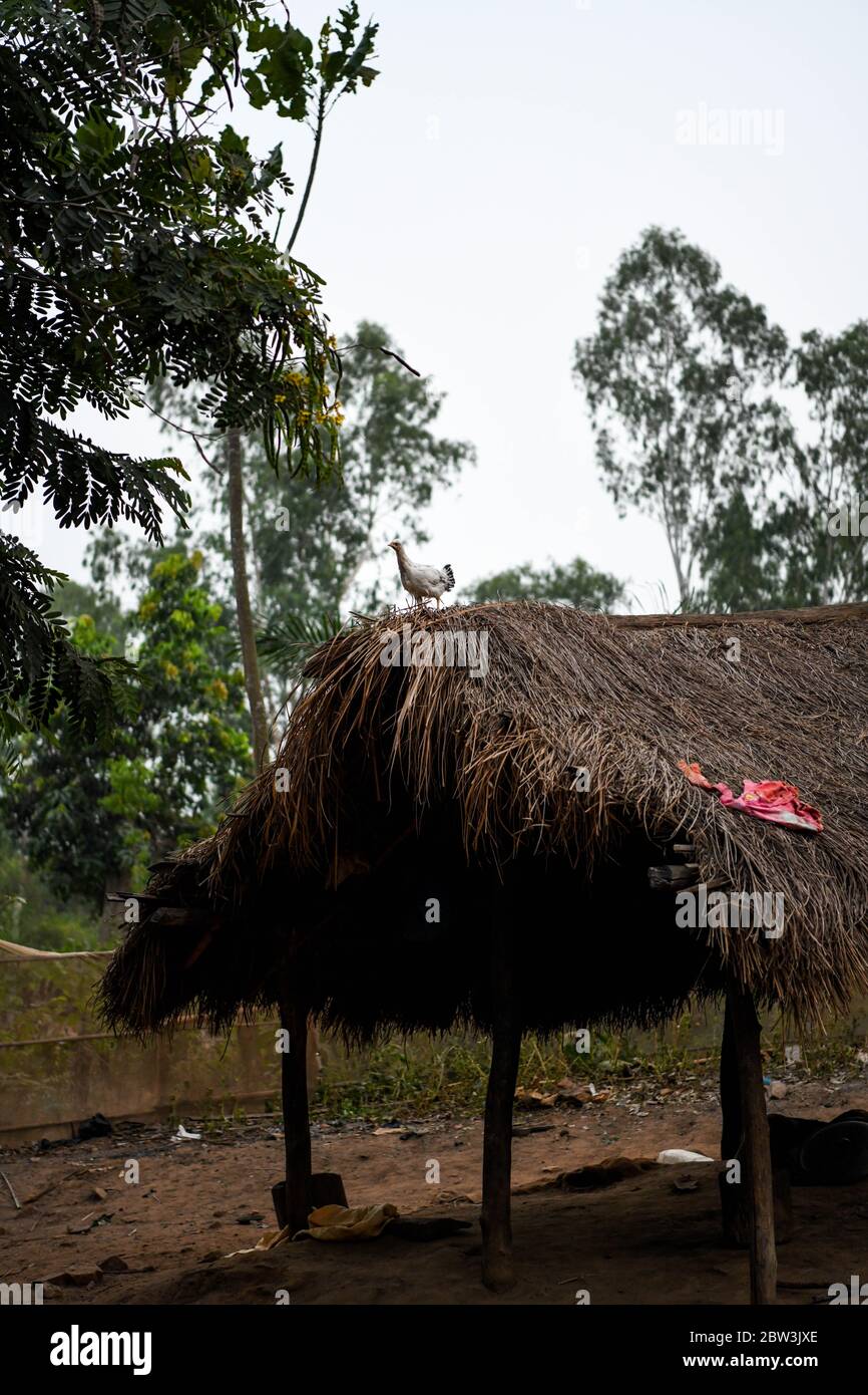 Africa, West Africa, Togo, Kpalime. A duck on a thatched roof in the ...