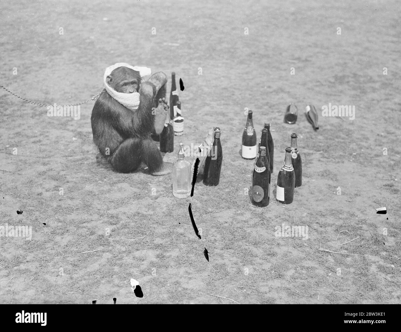 Star on head hi-res stock photography and images - Alamy