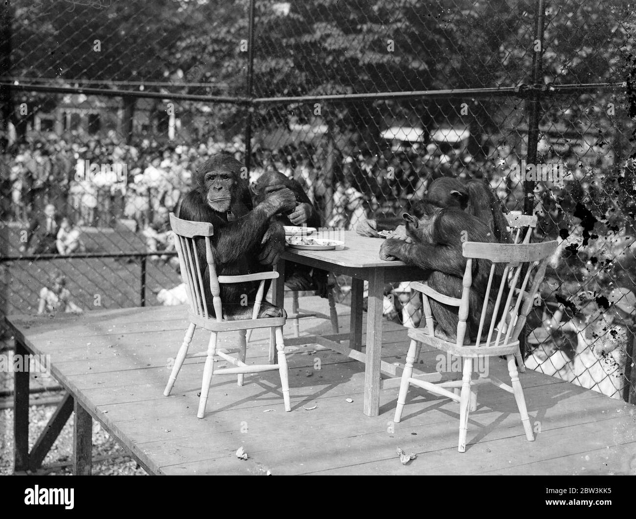 Chimps tea party hi-res stock photography and images - Alamy