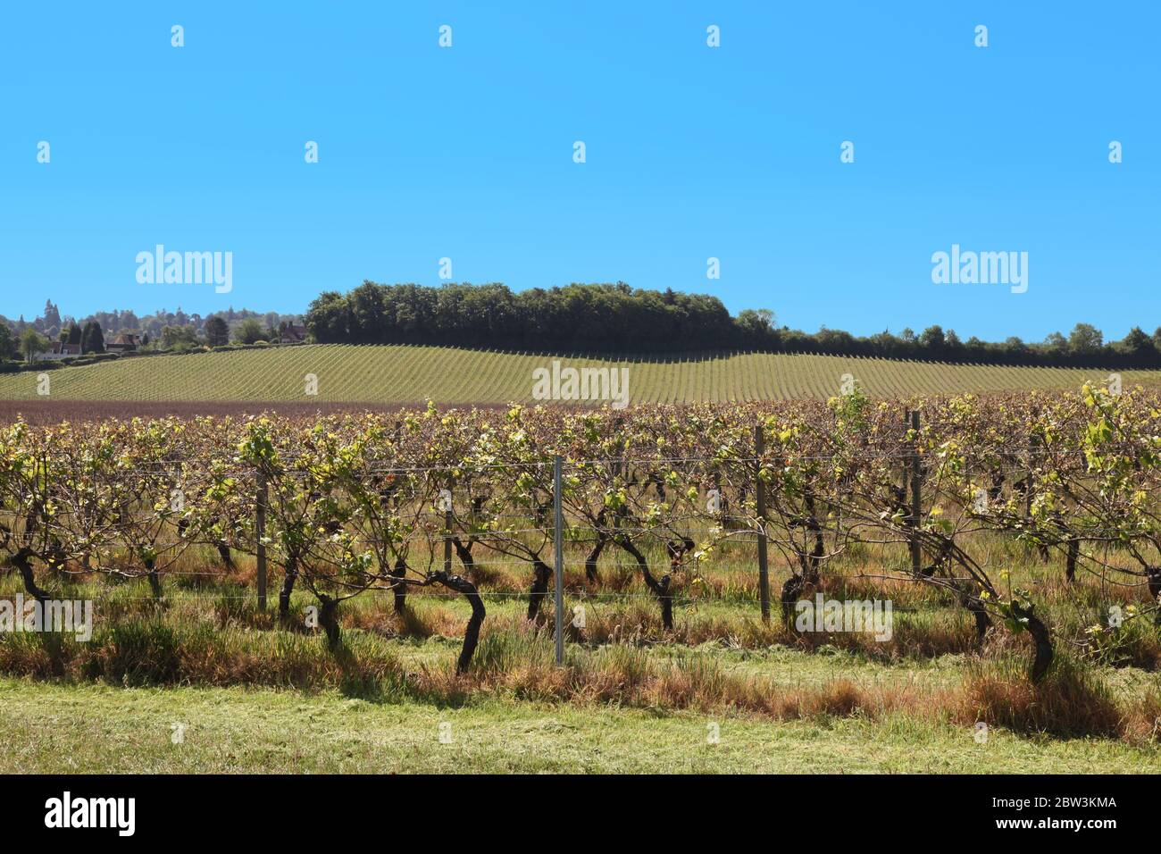 Denbies vineyard june hi-res stock photography and images - Alamy