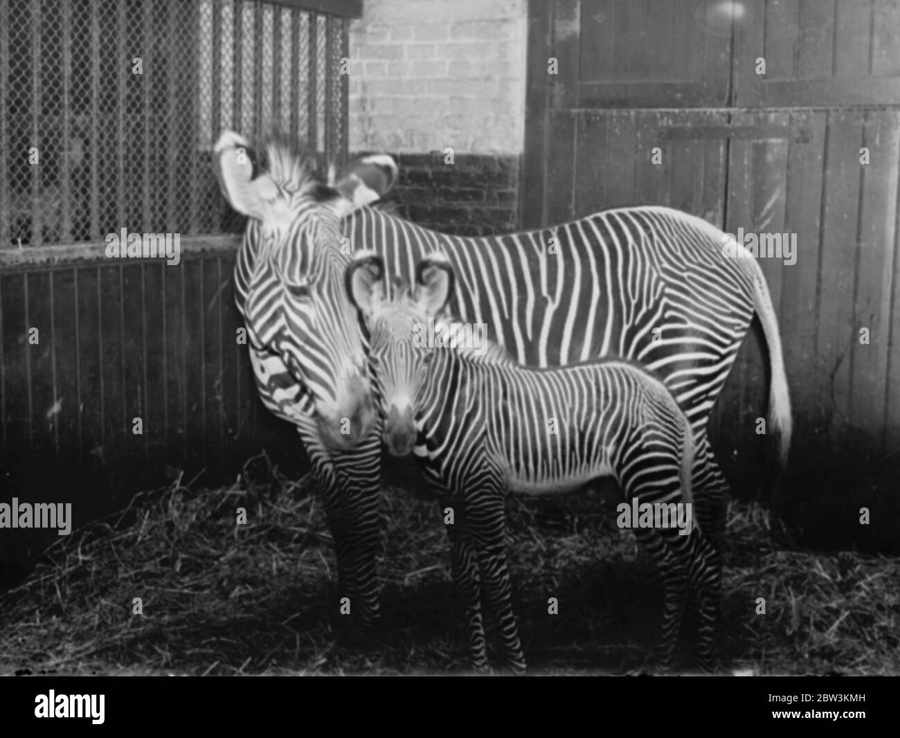 Suspicion at the Zoo . New baby zebra . A baby zebra has been born at ...