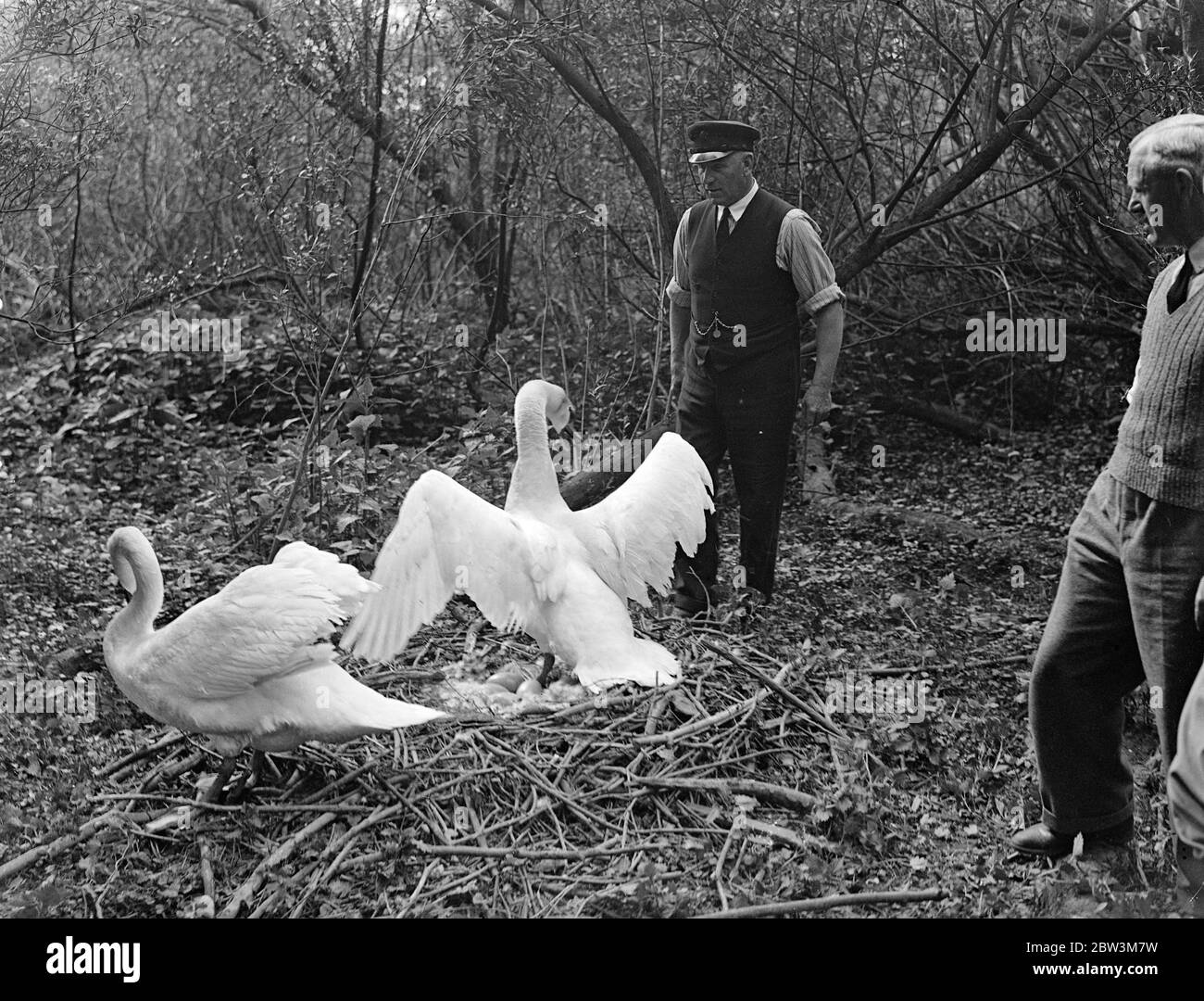 Annual counting of swans Black and White Stock Photos & Images - Alamy