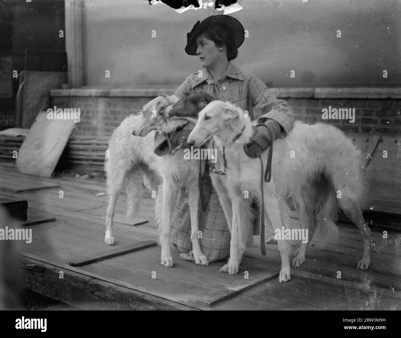 Borzois at Crystal Palace show . The Kensington Canine Society ' s dog ...