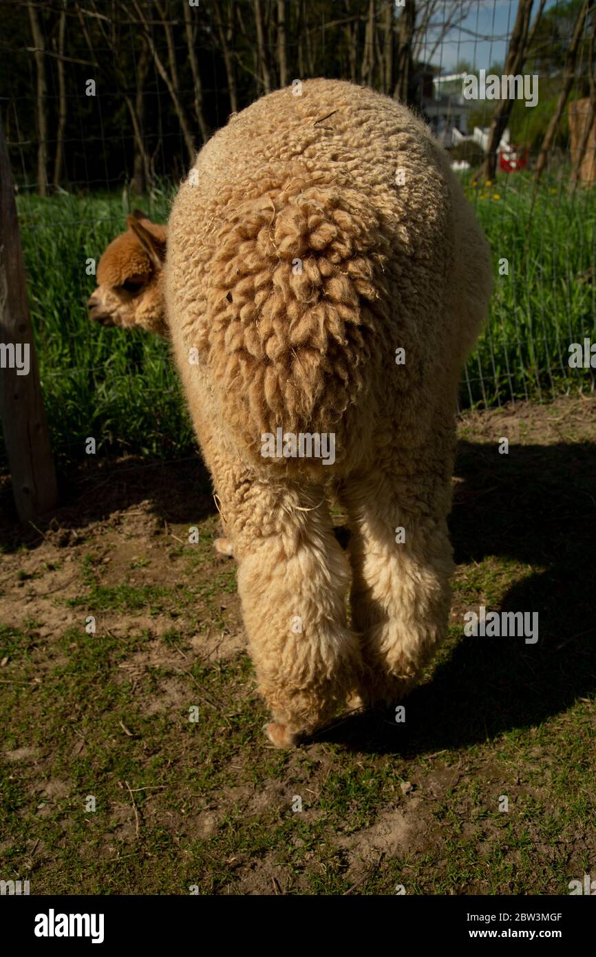 Fawn coloured alpaca bum with head sticking out the side Stock Photo ...