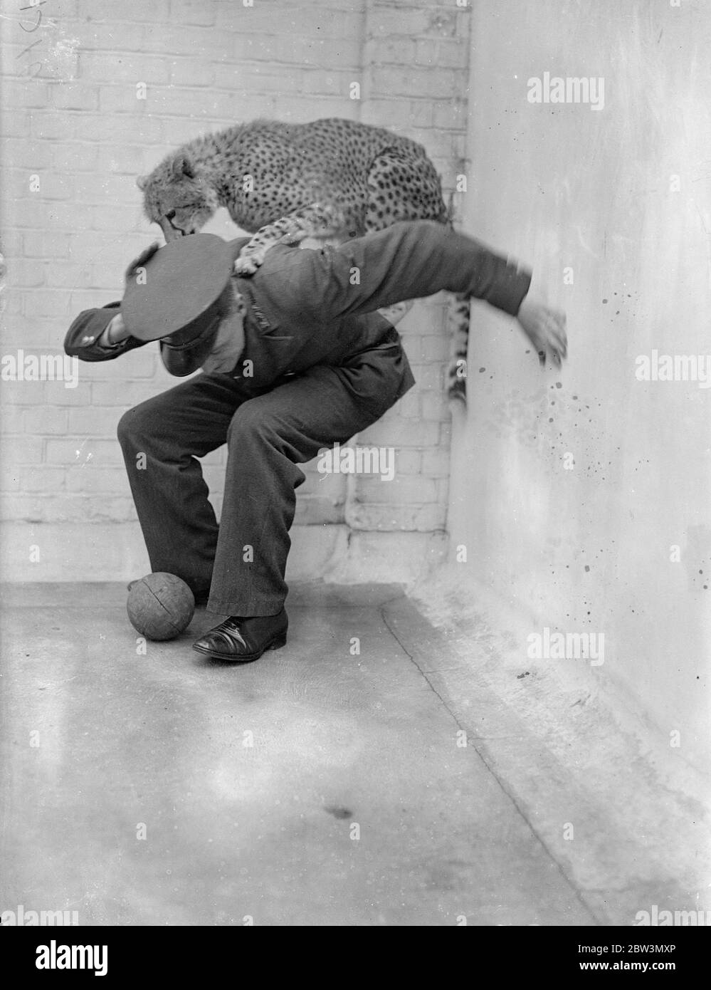 Booxing Betty , zoo cheetah , turns keeper into sparring partner ...