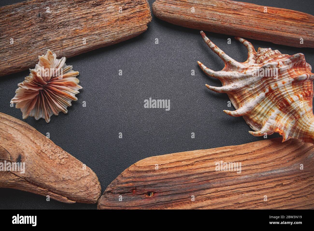 Sea shell on a dark background, flat lay with shell Stock Photo - Alamy