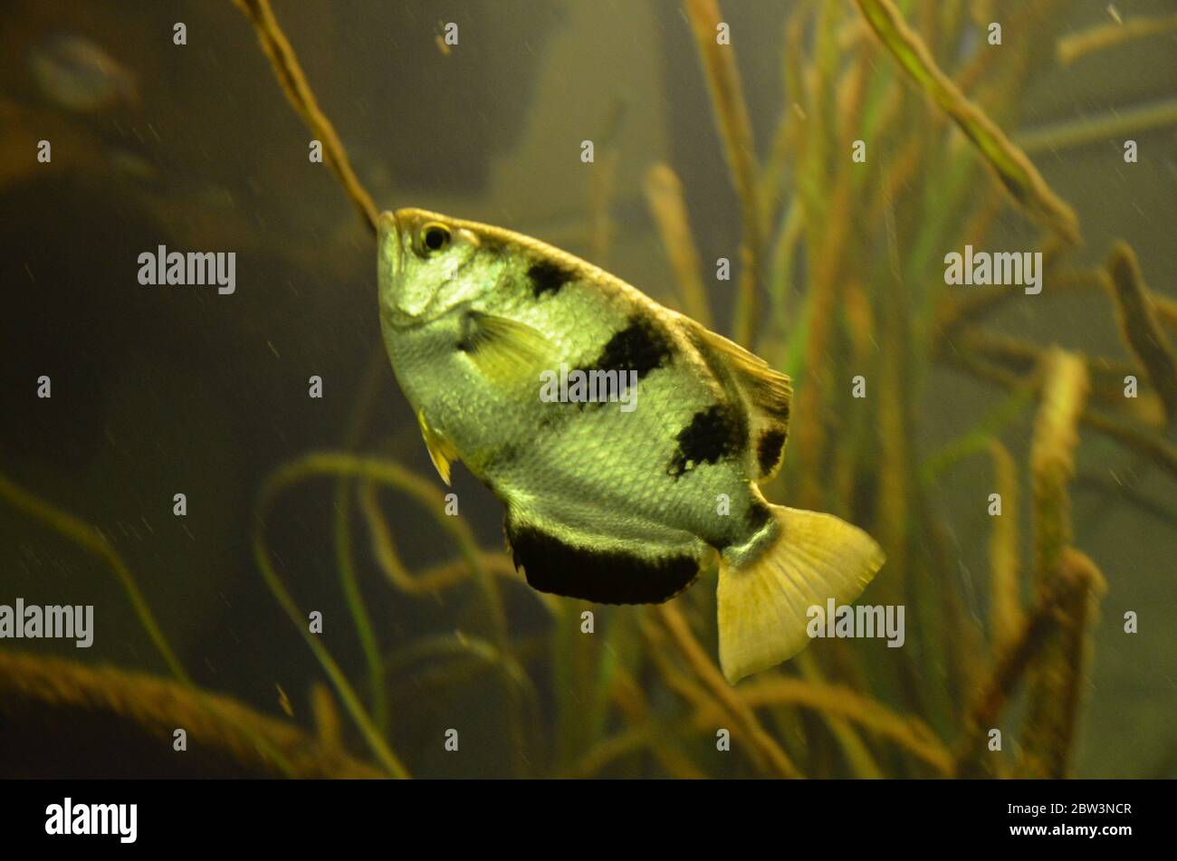 Tropical fish in aquarium, Frankfurt am Main (Germany Stock Photo - Alamy