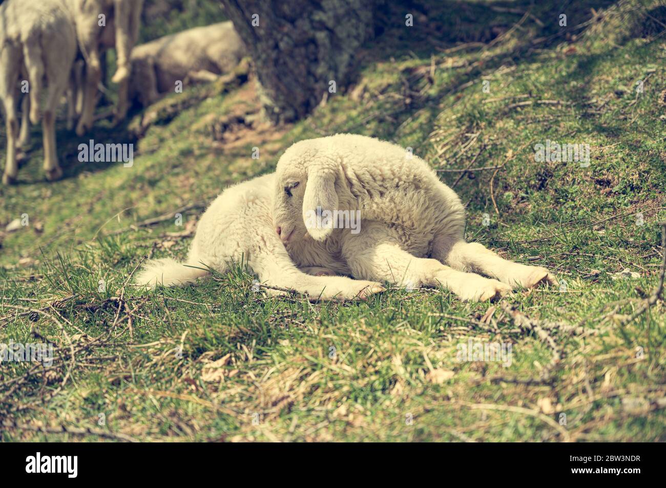 Cute little lamb resting in a shadow of tree Stock Photo - Alamy