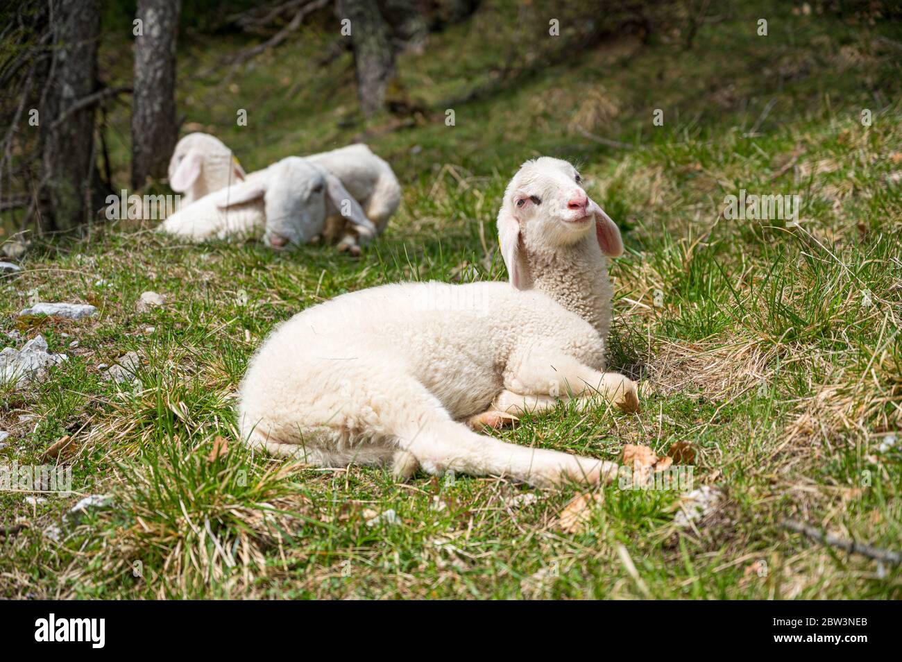 Cute little lamb resting in a shadow of tree Stock Photo - Alamy