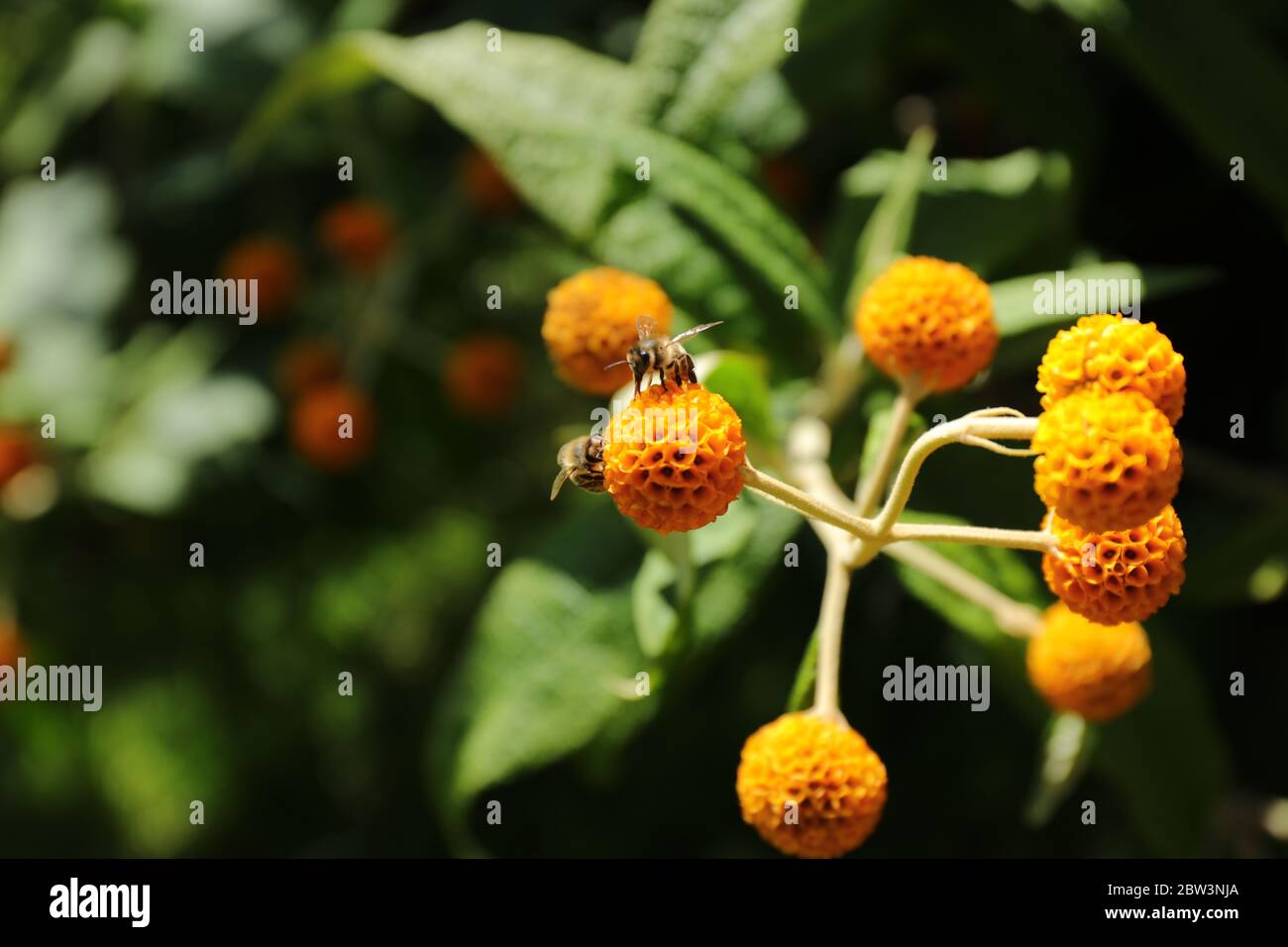 Bee on the flower of the Orange-ball Tree (Buddleja globosa Stock Photo ...