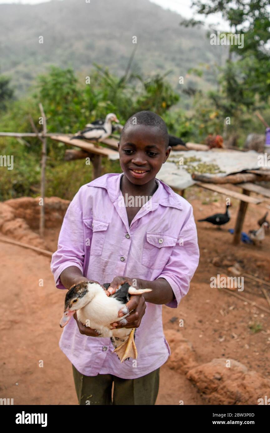Africa, West Africa, Togo, Kpalime. A duck held in hand in the ...