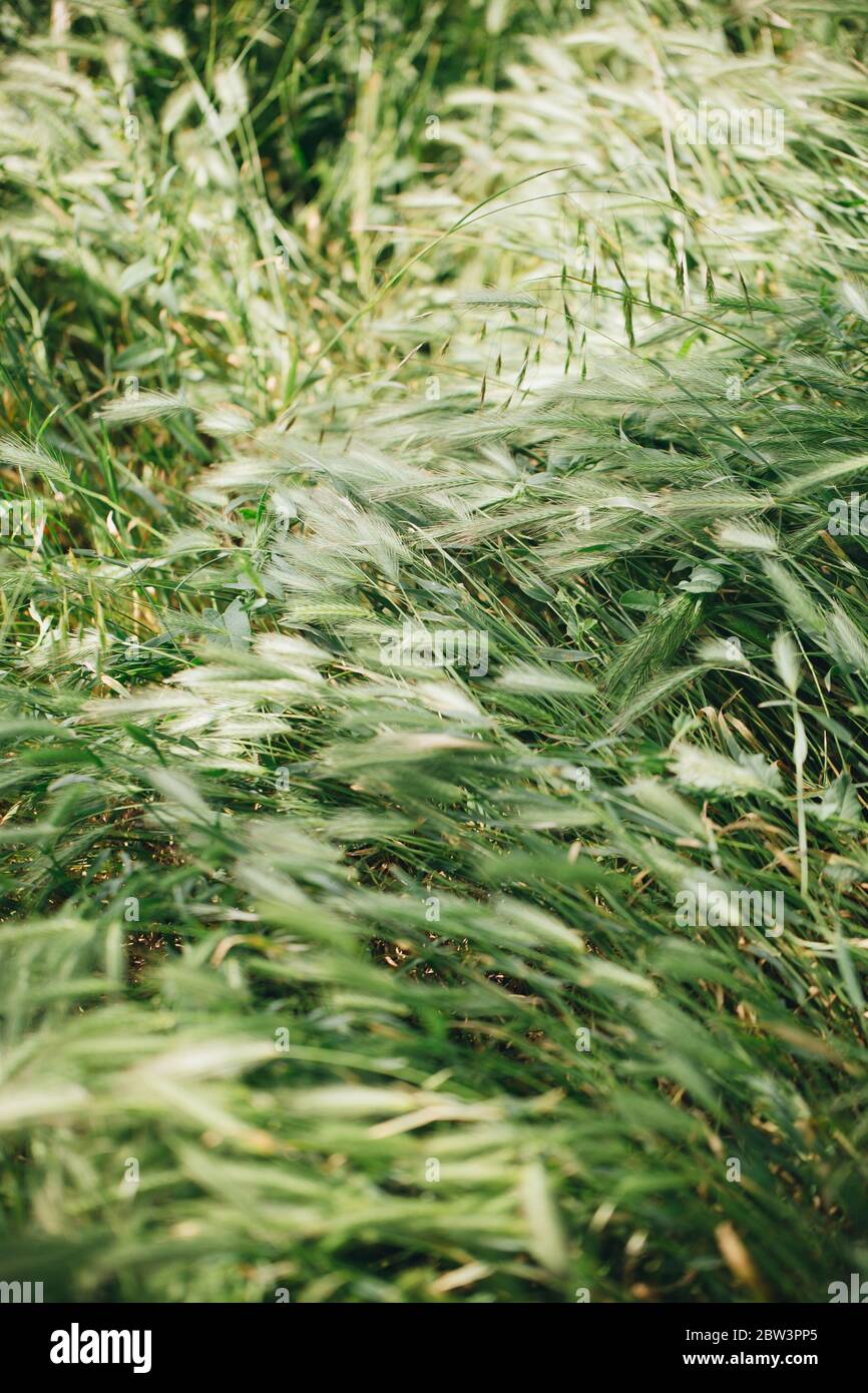 Green grass plant field moody atmosphere picture Stock Photo - Alamy