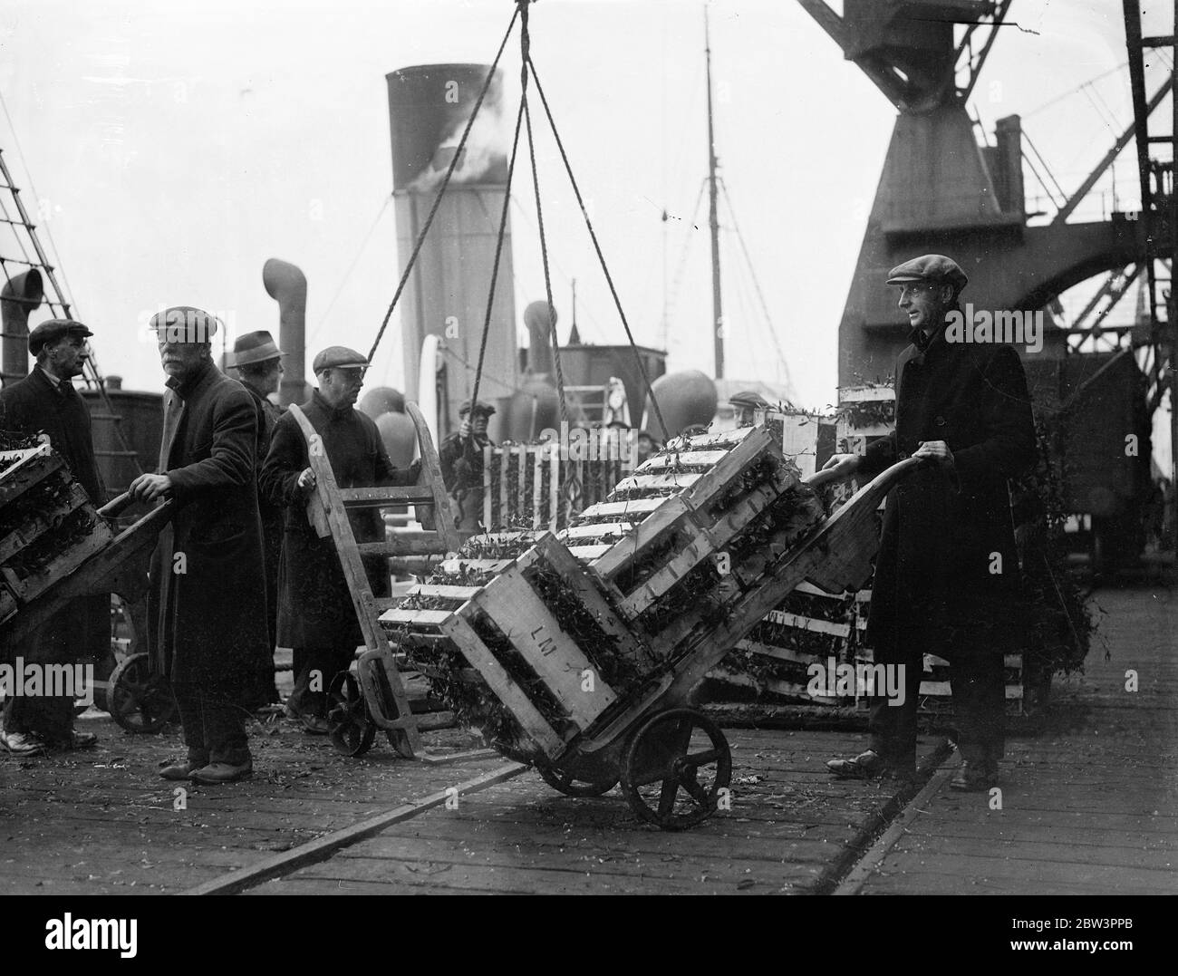 First mistletoe of the season unloaded at Southampton . The first ...