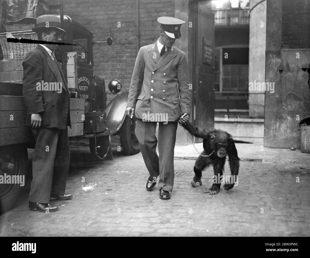 A chimpanzee televised . Zoo inmates to take part in first animal ...