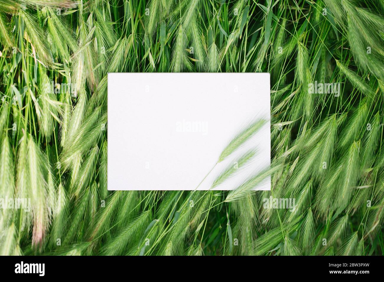 Paper grass texture hi-res stock photography and images - Alamy