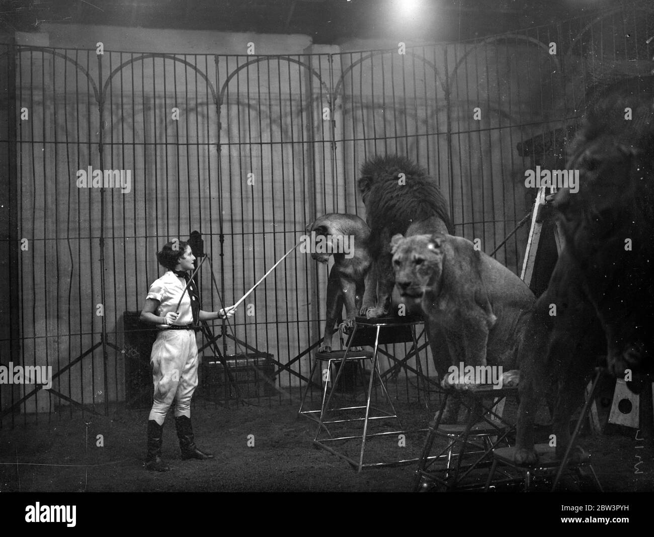 22 year old girl lion tamer prepares for Olympia . Miss Patricia Bourne ...