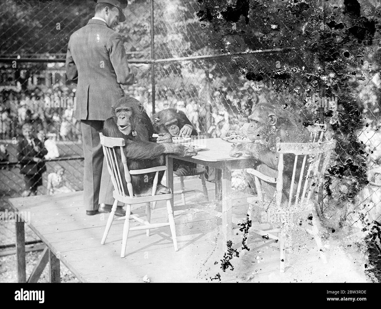 These chimps are so gental ! . Tea party again at London zoo . The ...