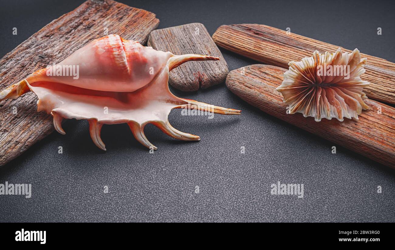Sea shell on a dark background, flat lay with shell Stock Photo - Alamy