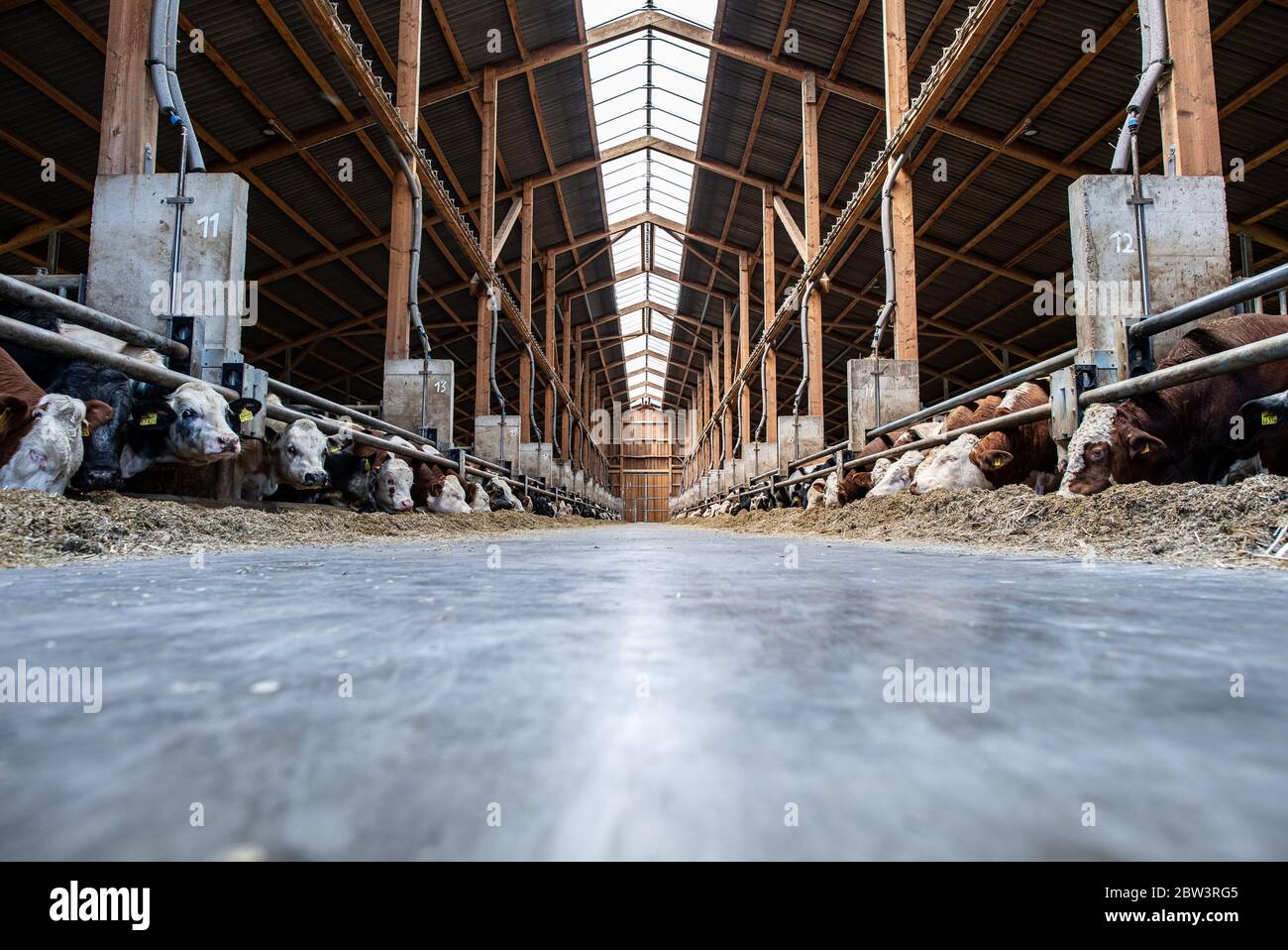 Hopsten, Germany. 29th May, 2020. Bulls stand in the stable of a bull ...