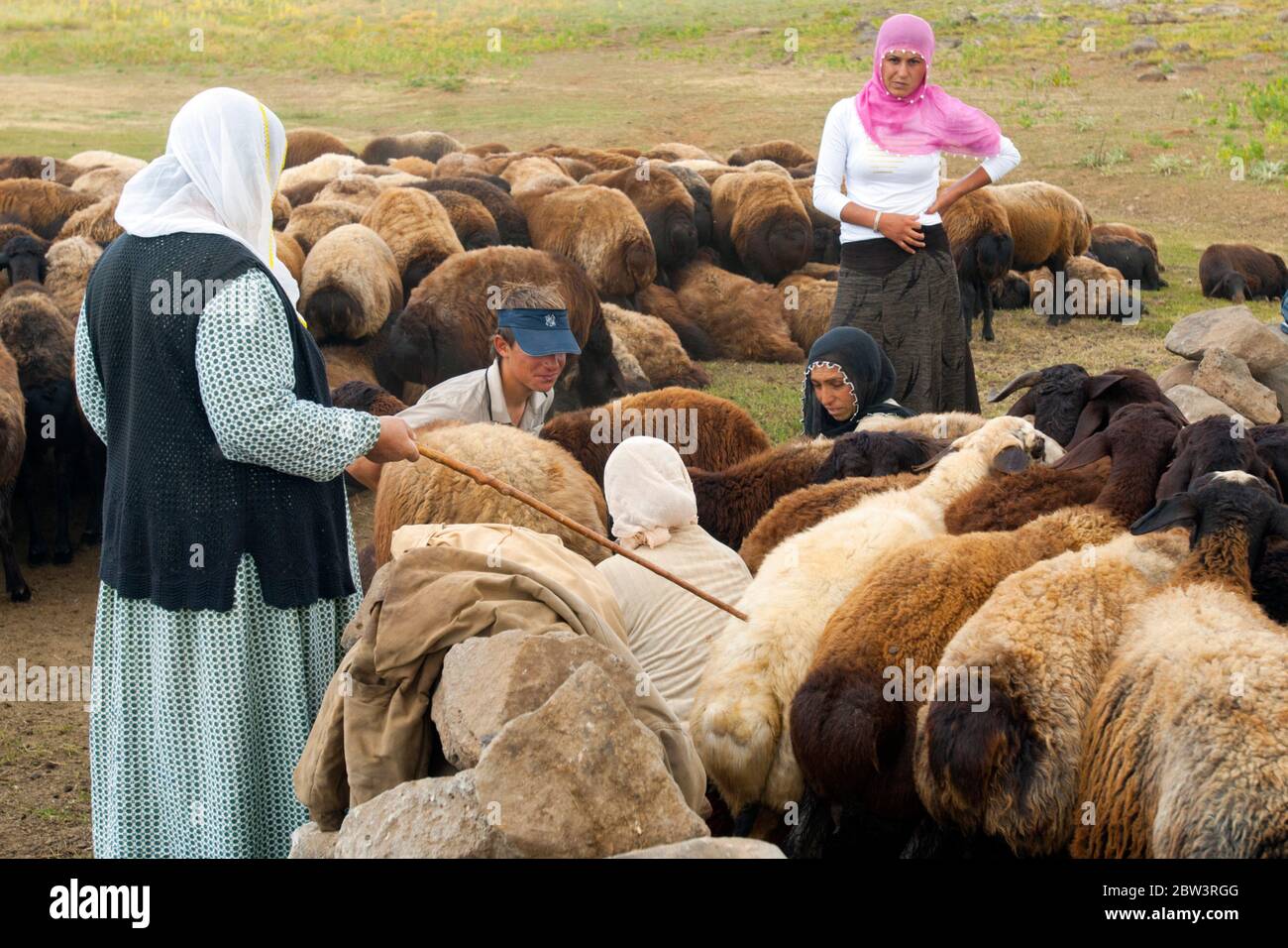 Milking sheep kurdistan anatolia turkey hi-res stock photography and ...