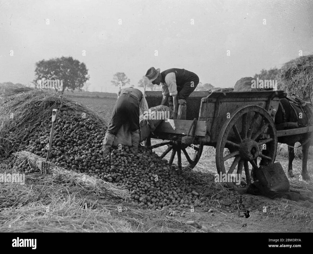Farmers clamping potatoes for the winter . A busy clamping scene at ...