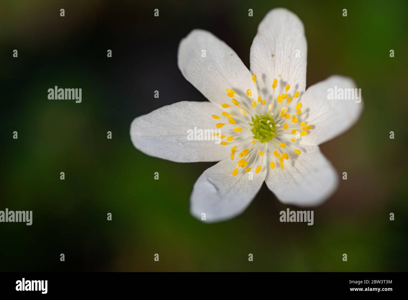 Wood anemona white forest hi-res stock photography and images - Alamy