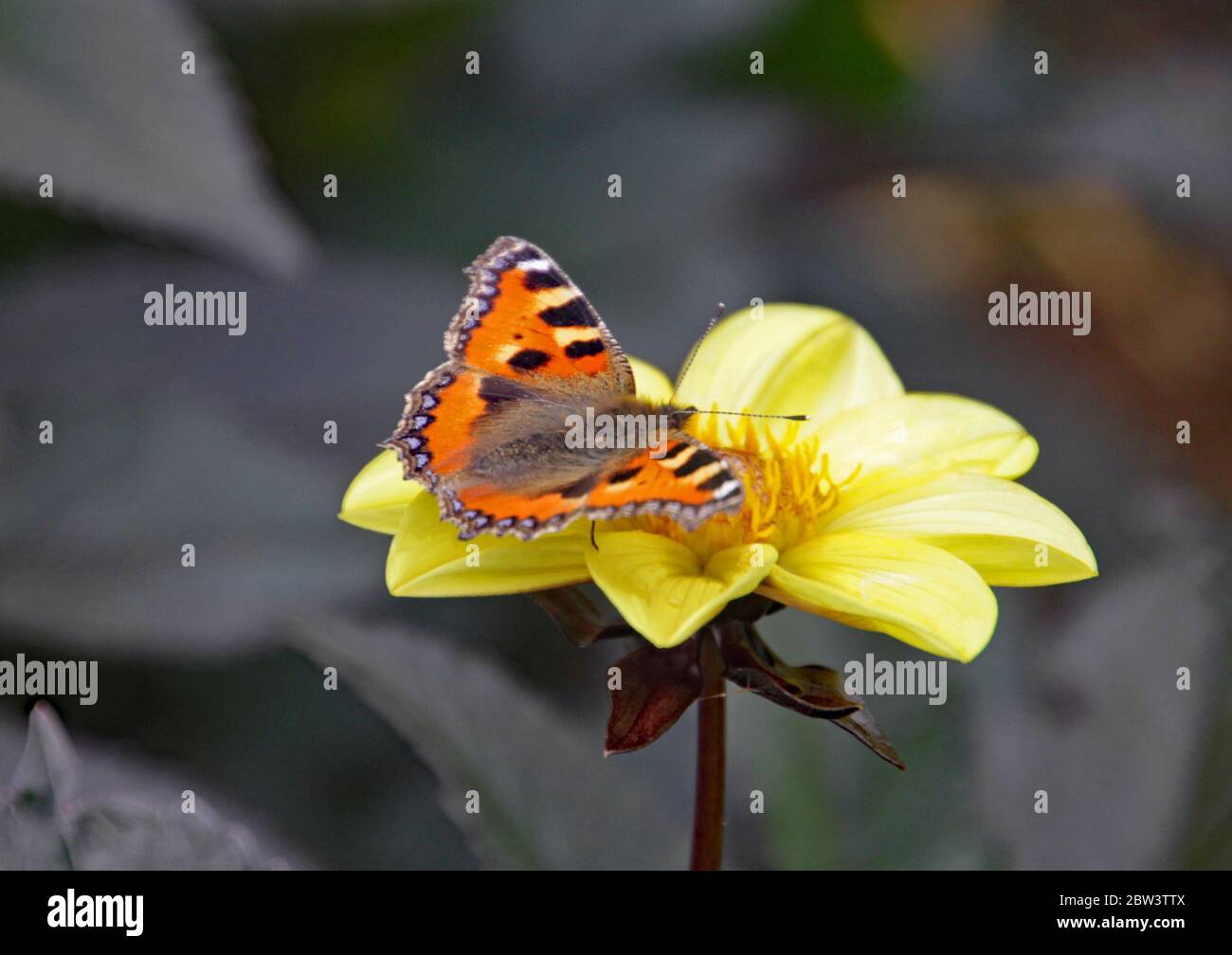 Butterfly lands on a plant hi-res stock photography and images - Alamy