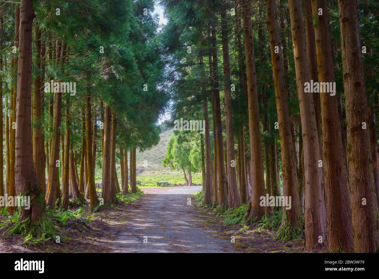 The road in the forest on the island of Terceira in Portuguese ...