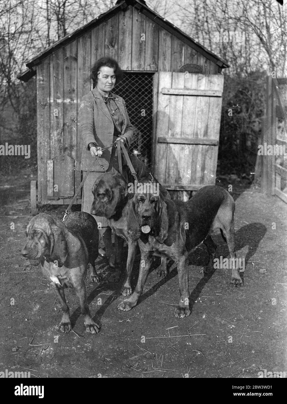 How Do Police Dogs Track Criminals