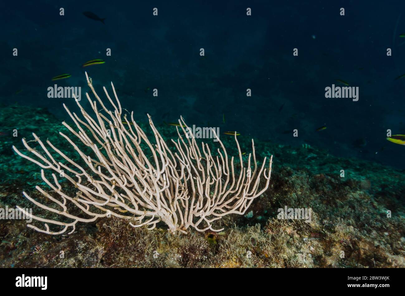 White Fan Coral, Leptogorgia alba, Gorgoniidae, Coiba National Park ...