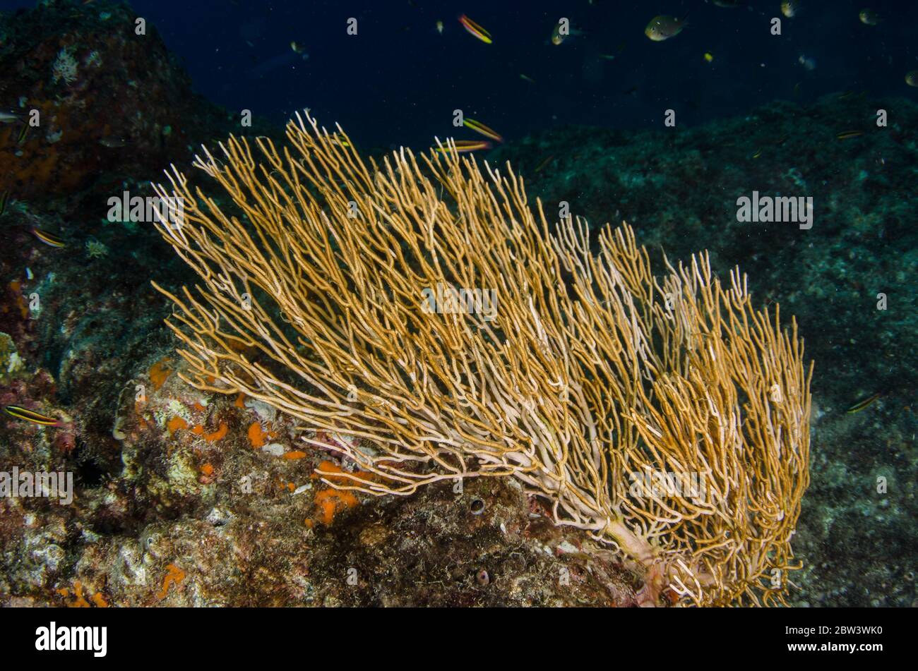 White Fan Coral, Leptogorgia alba, Gorgoniidae, Coiba National Park ...