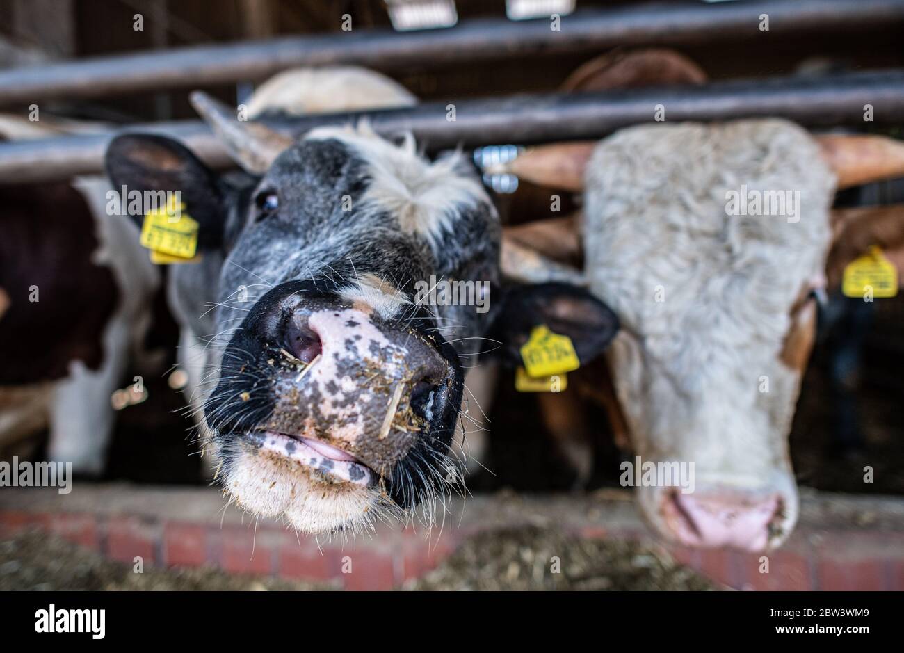 Bull fattening stable hi-res stock photography and images - Alamy