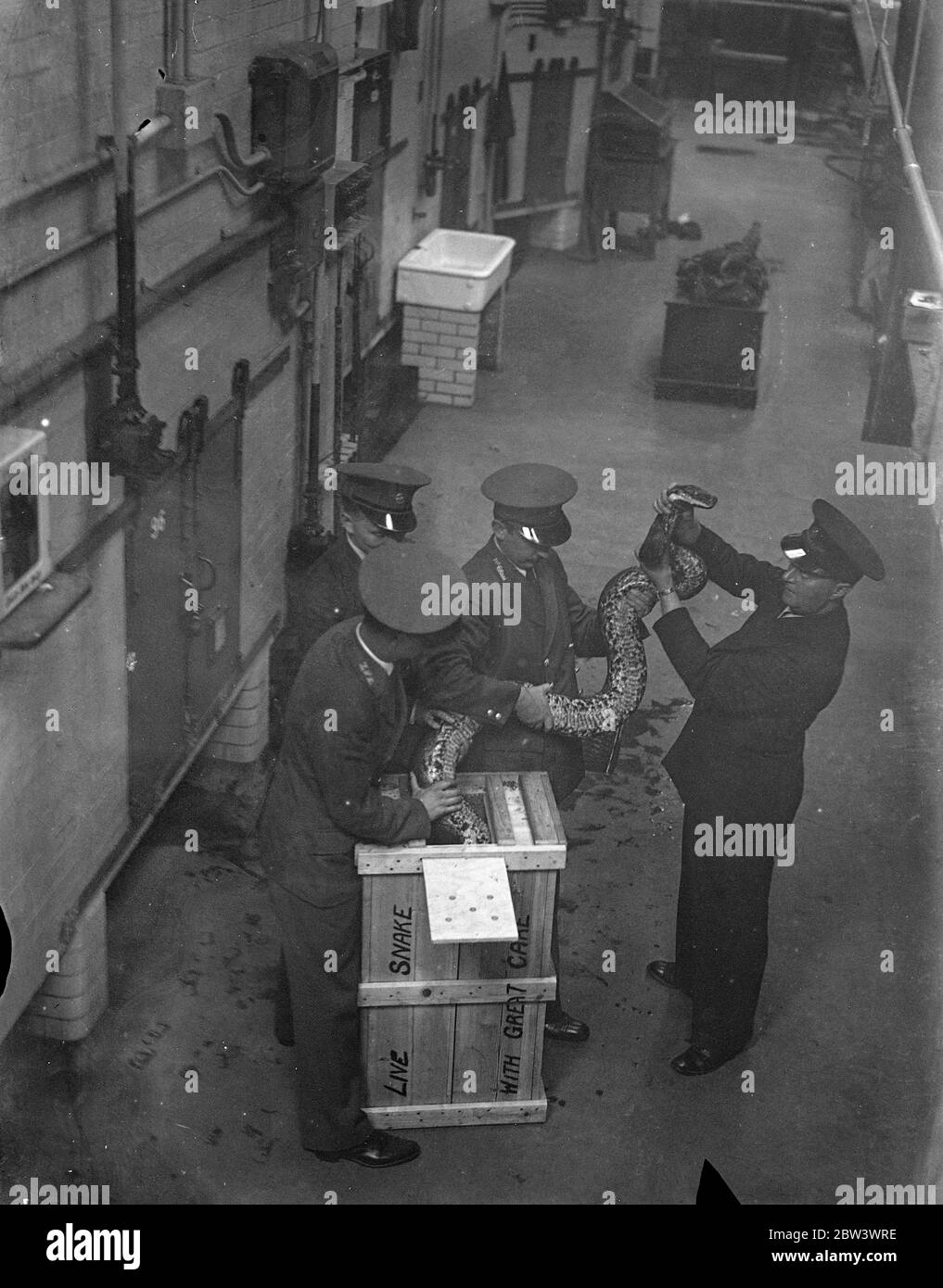 Four Men Pack 16 - Foot Zoo Python Into Box For Journey To Moscow ...