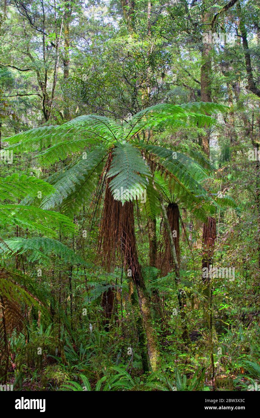 Fern trees in New Zealand Stock Photo - Alamy